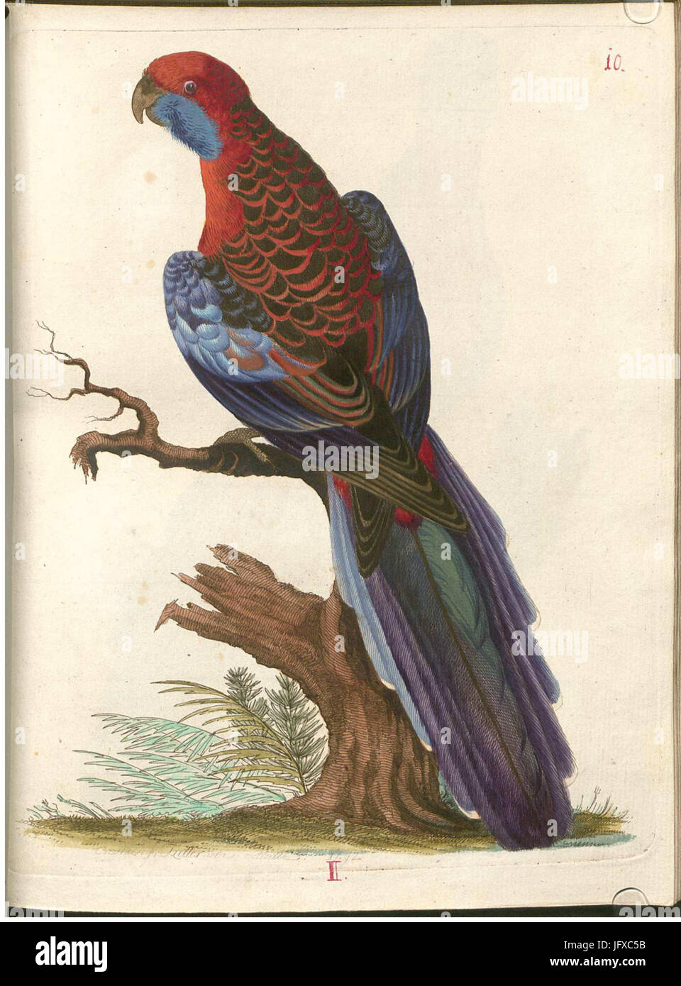 Beytrag zur Naturgeschichte der Vögel 4 Tafel 15 Stock Photo - Alamy