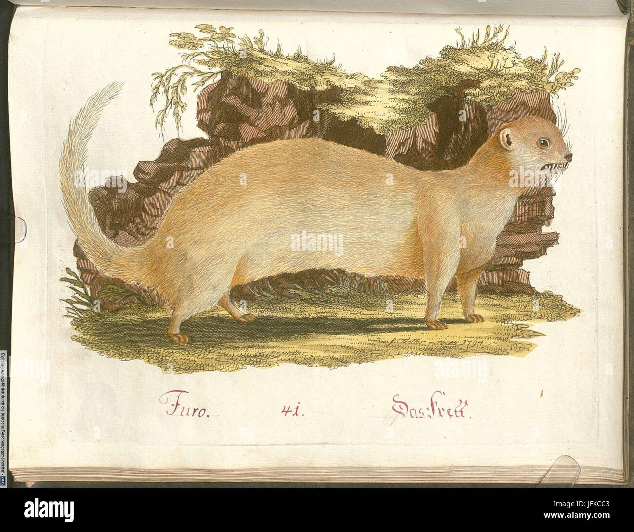 Beytrag zur Naturgeschichte der vierfüßigen Thiere 1 Tafel 42 Stock ...