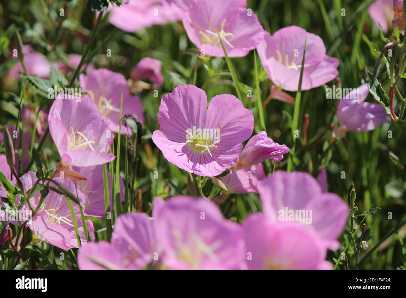 Pink evening primrose Stock Photo - Alamy