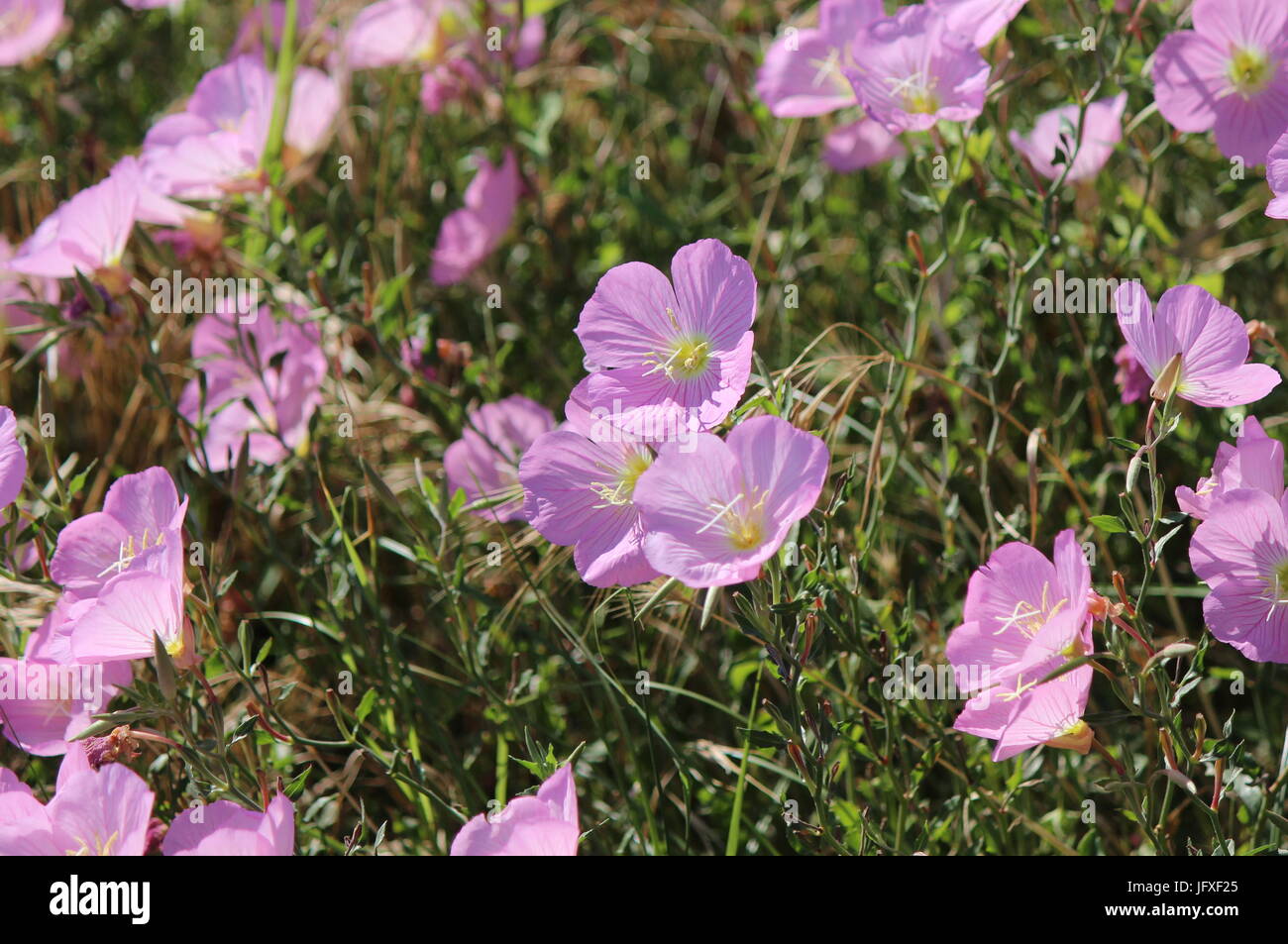 Pink evening primrose hi-res stock photography and images - Alamy