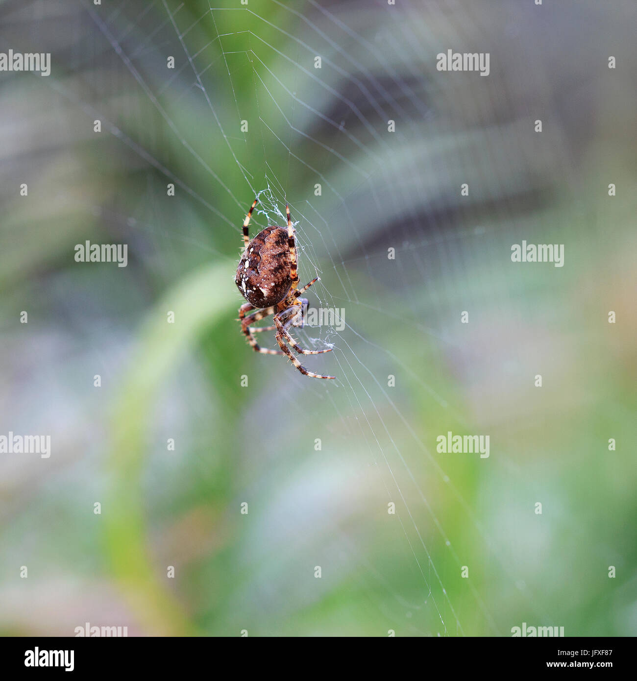 Square spiders hi-res stock photography and images - Alamy