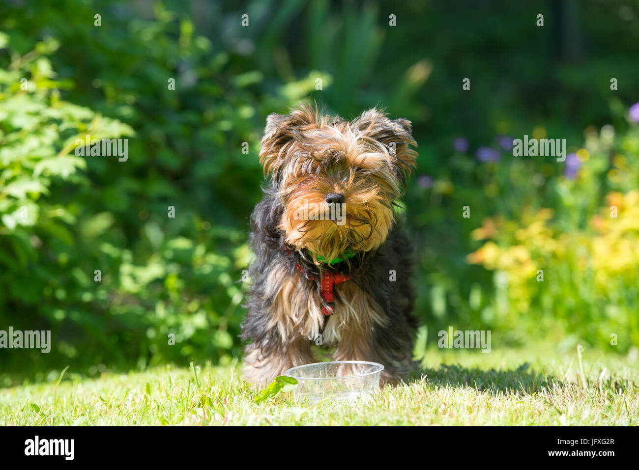 Puppy Yorkshire Terrier after drinking water Stock Photo - Alamy