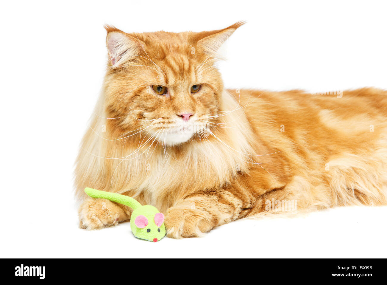 beautiful big maine coon cat with mouse toy isolated on white ...
