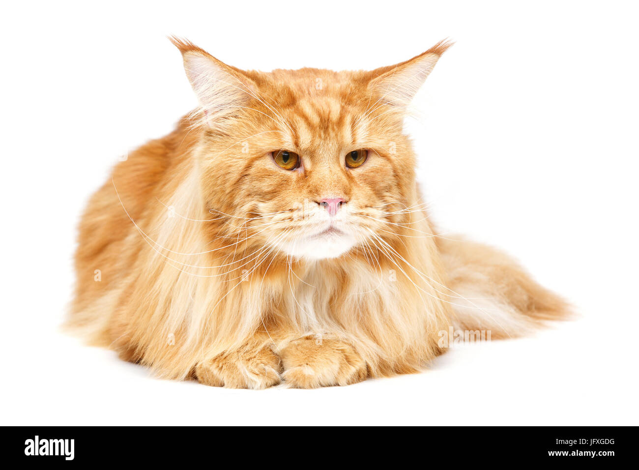 beautiful big maine coon cat isolated on white background. Copy space ...