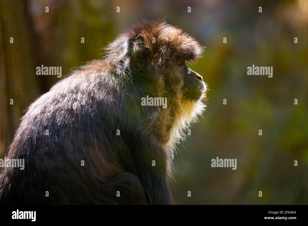 wanderoo monkey in profile view sitting and waiting in the sun Stock ...