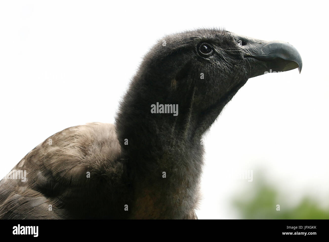 Black vulture profile hi-res stock photography and images - Alamy