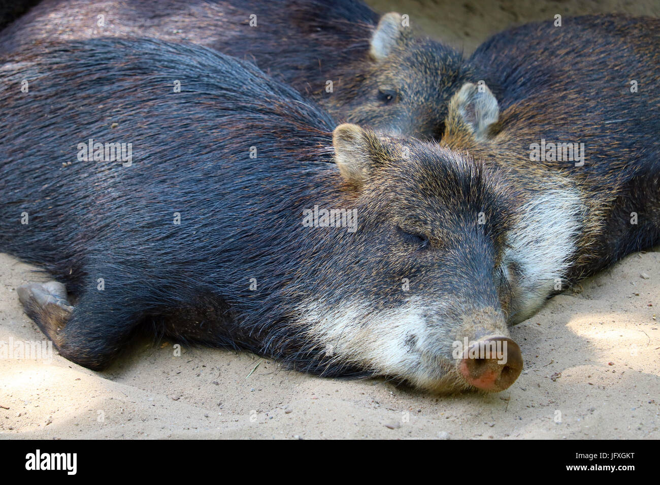 Sounder hi-res stock photography and images - Alamy