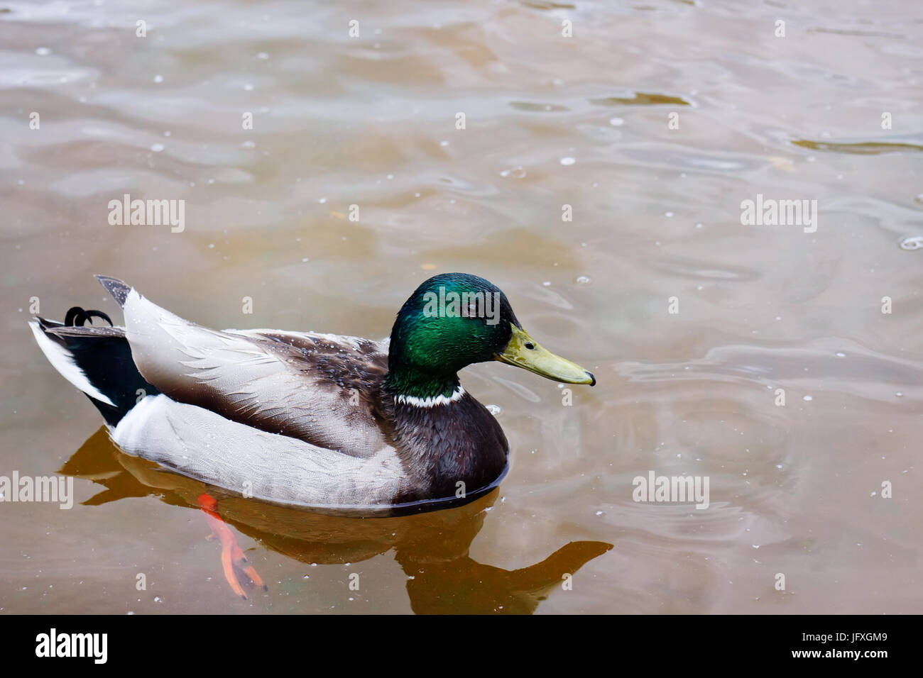 Male Mallard Duck with Green Head Swims in City Pond Stock Photo - Alamy