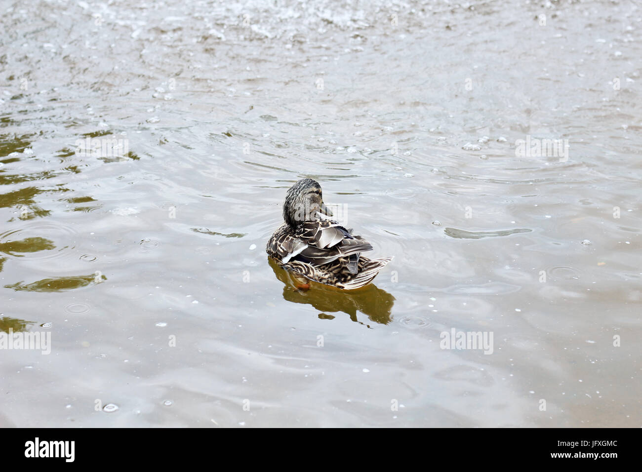 Malard duck hi-res stock photography and images - Alamy