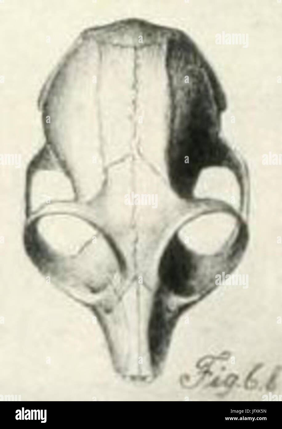 Crâne Microcebus murinus mâle 1 Stock Photo - Alamy