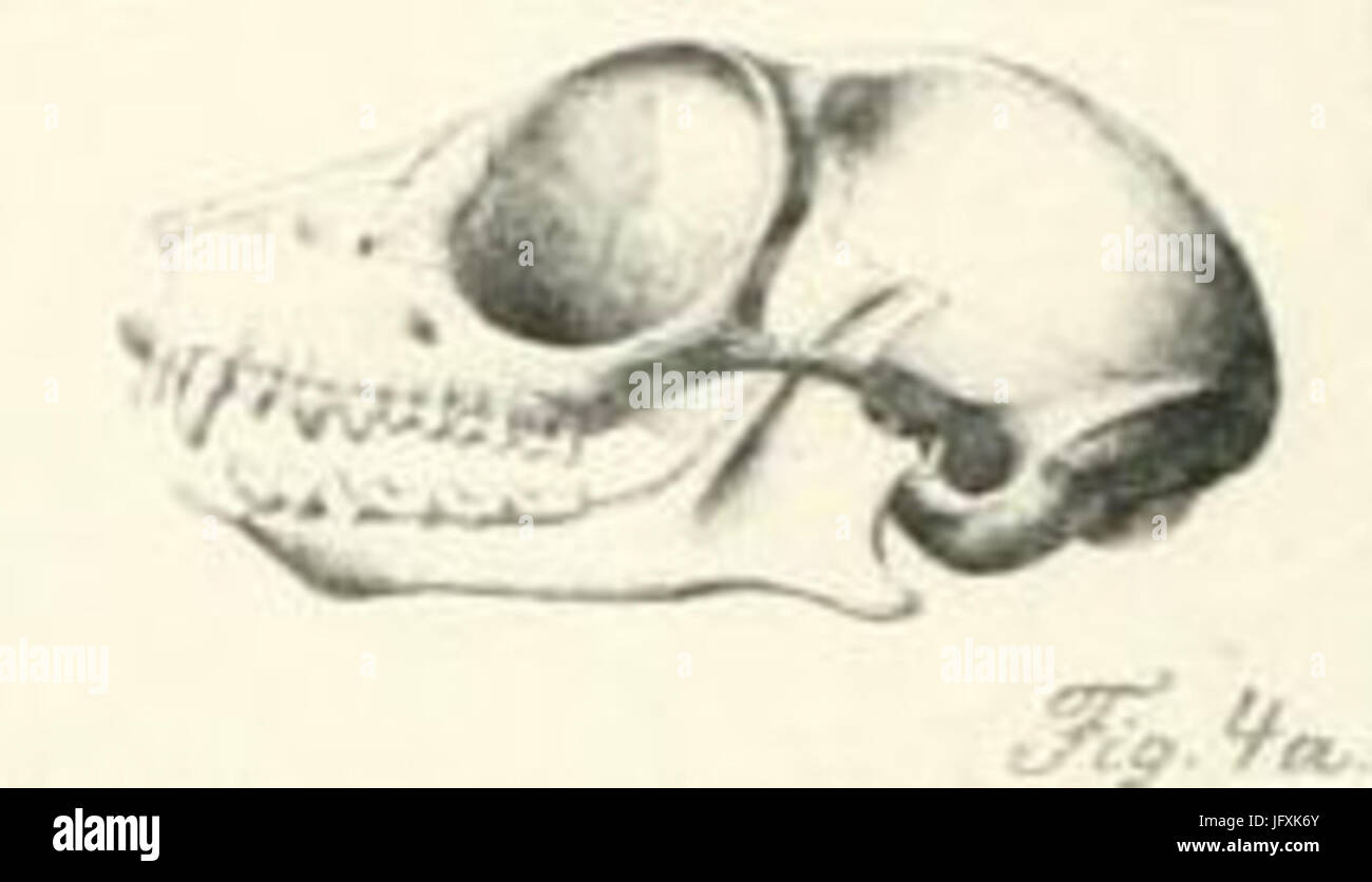 Microcebus rufus hi-res stock photography and images - Alamy