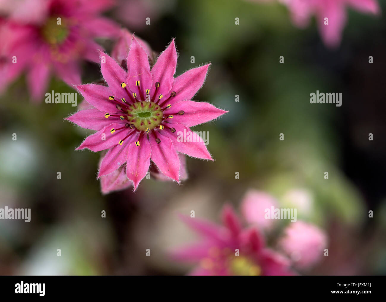 Houseleek flower hi-res stock photography and images - Alamy