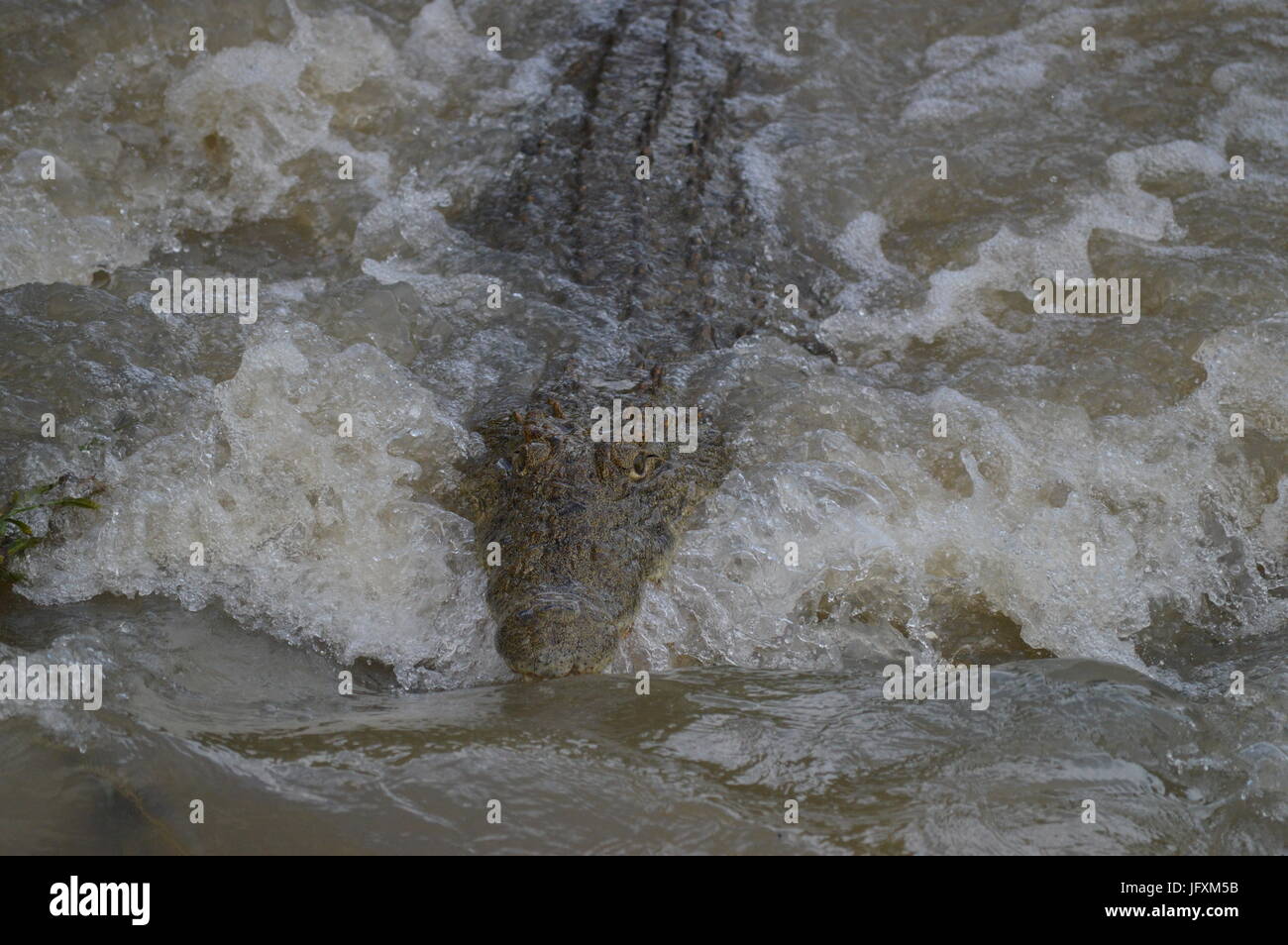 Snapping crocodile hi-res stock photography and images - Alamy