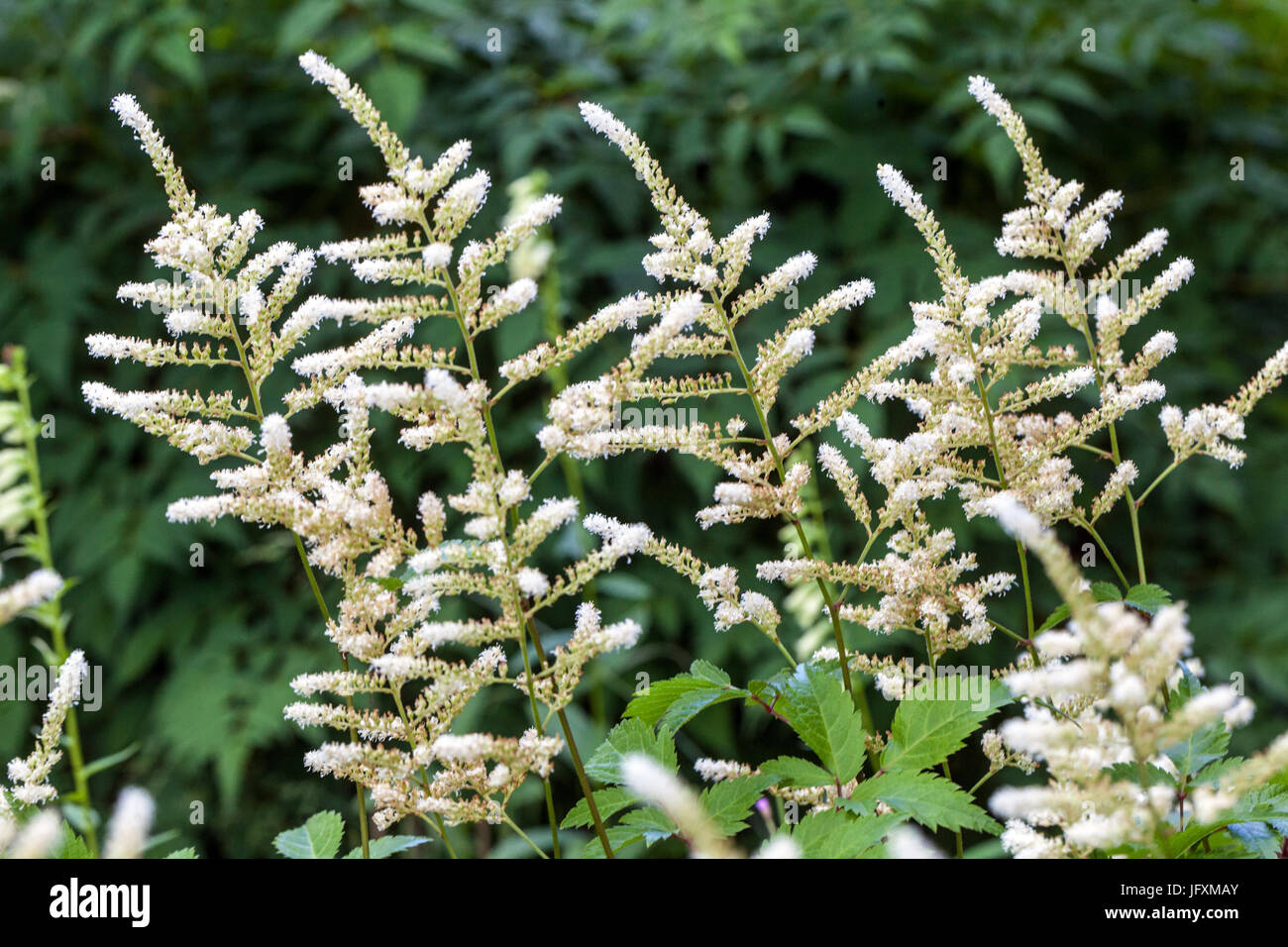 White Astilbe japonica "Washington" White flowers Stock Photo - Alamy