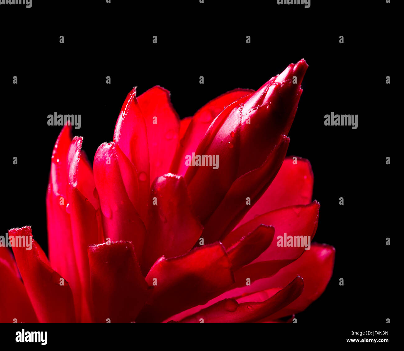 close up of a vivid red ginger bloom isolated on a black background ...
