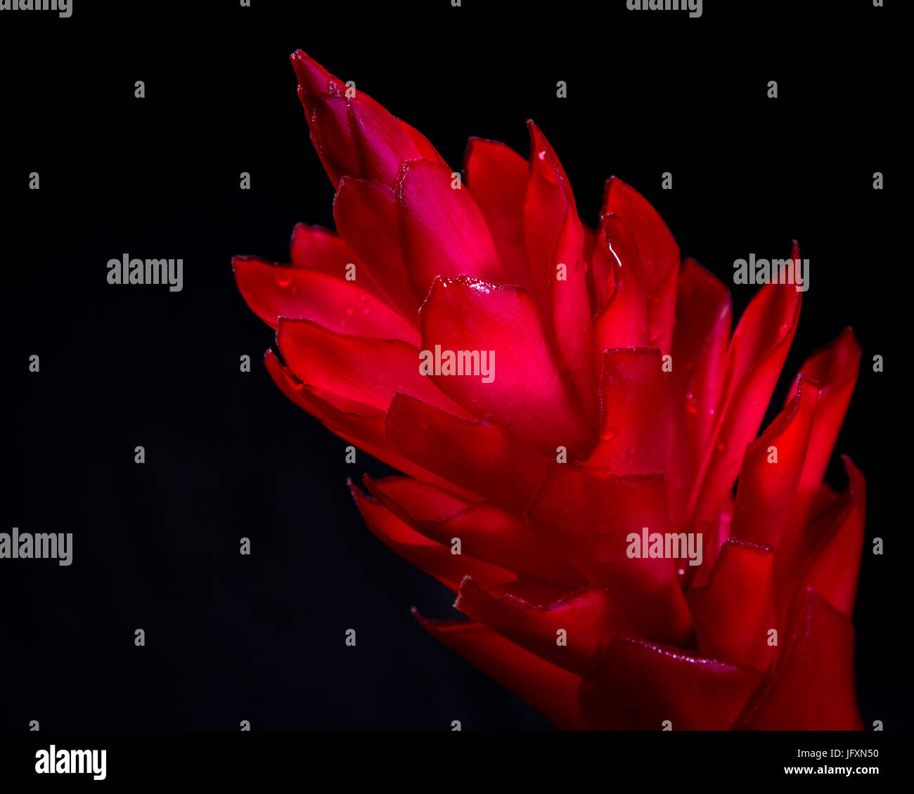 close up of a vivid red ginger bloom isolated on a black background ...