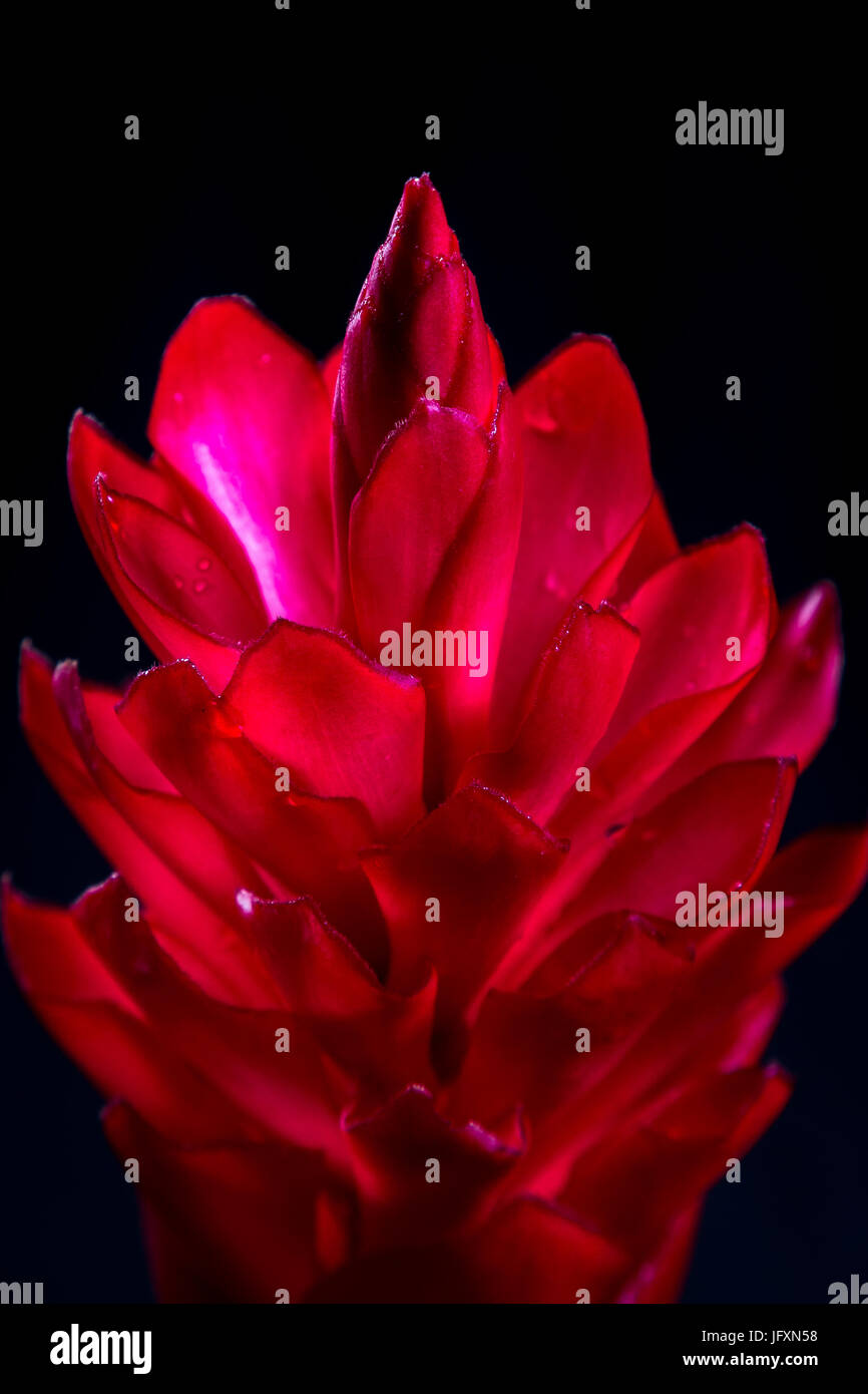 close up of a vivid red ginger bloom isolated on a black background ...