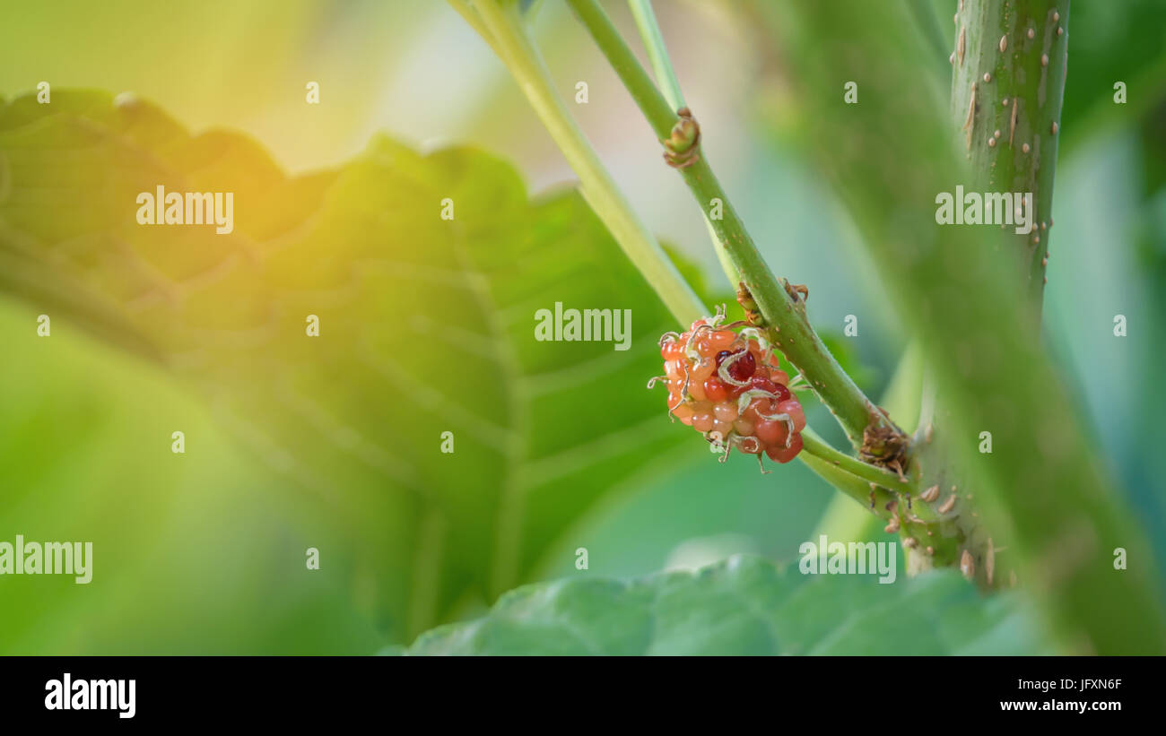 ripe mulberries fruit in the green foliage Stock Photo - Alamy