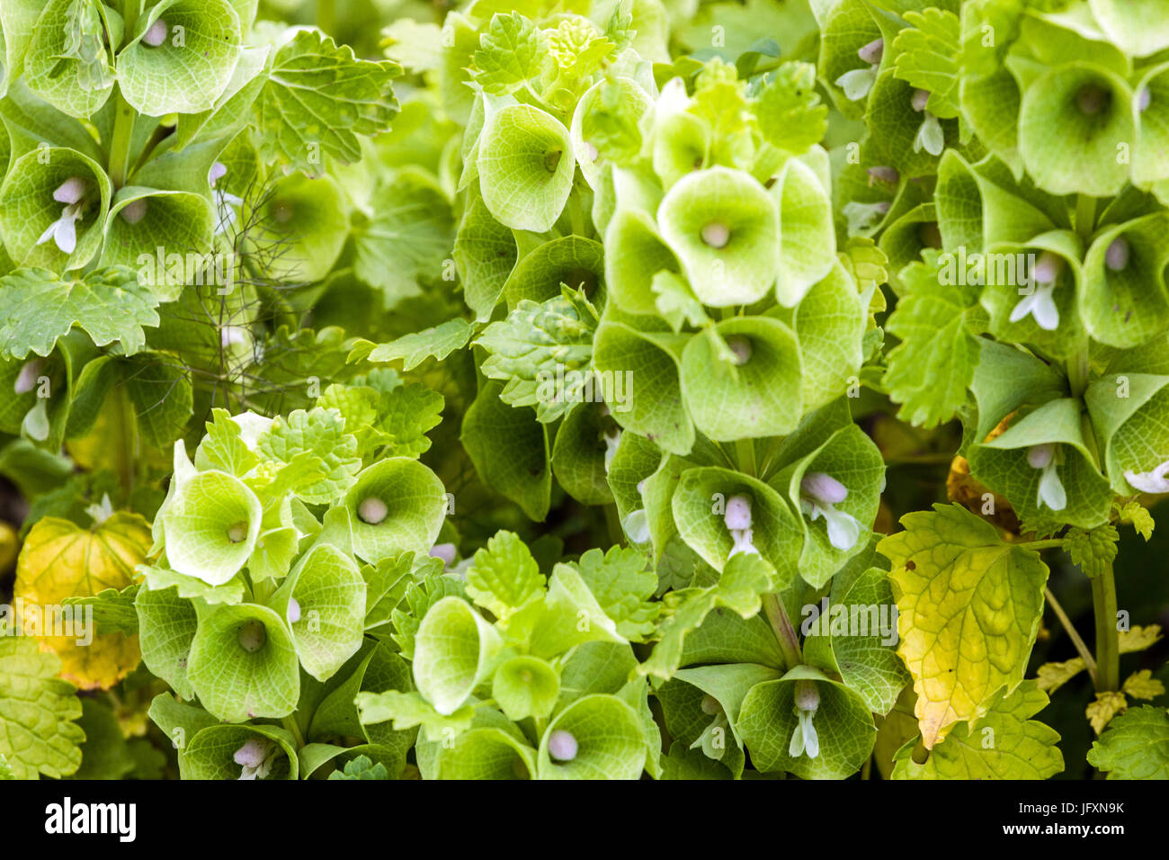 Molucella hi-res stock photography and images - Alamy