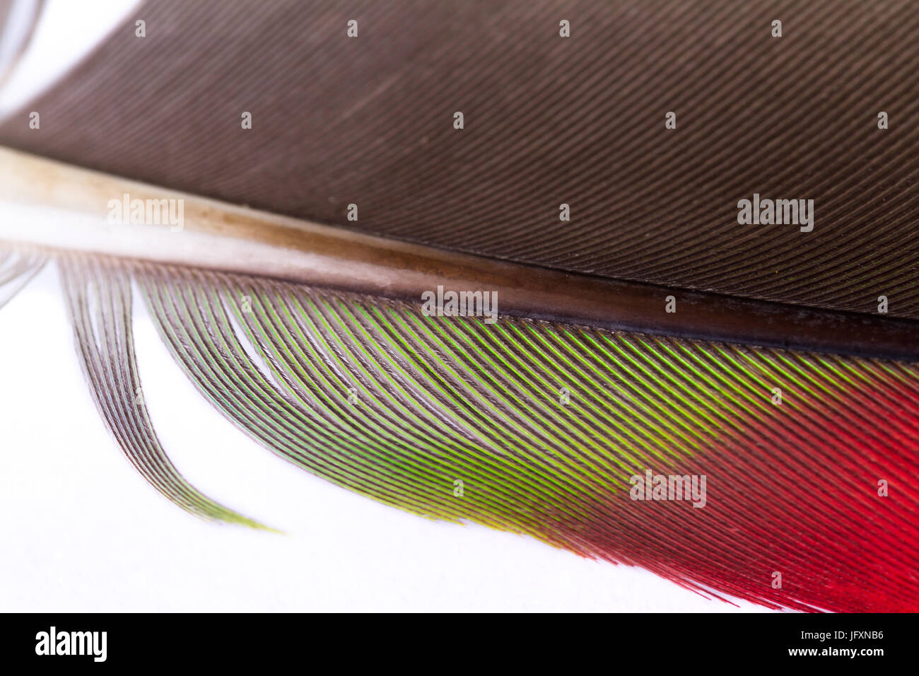 beautiful vivid colors on a toucan feather with seamless transitions ...