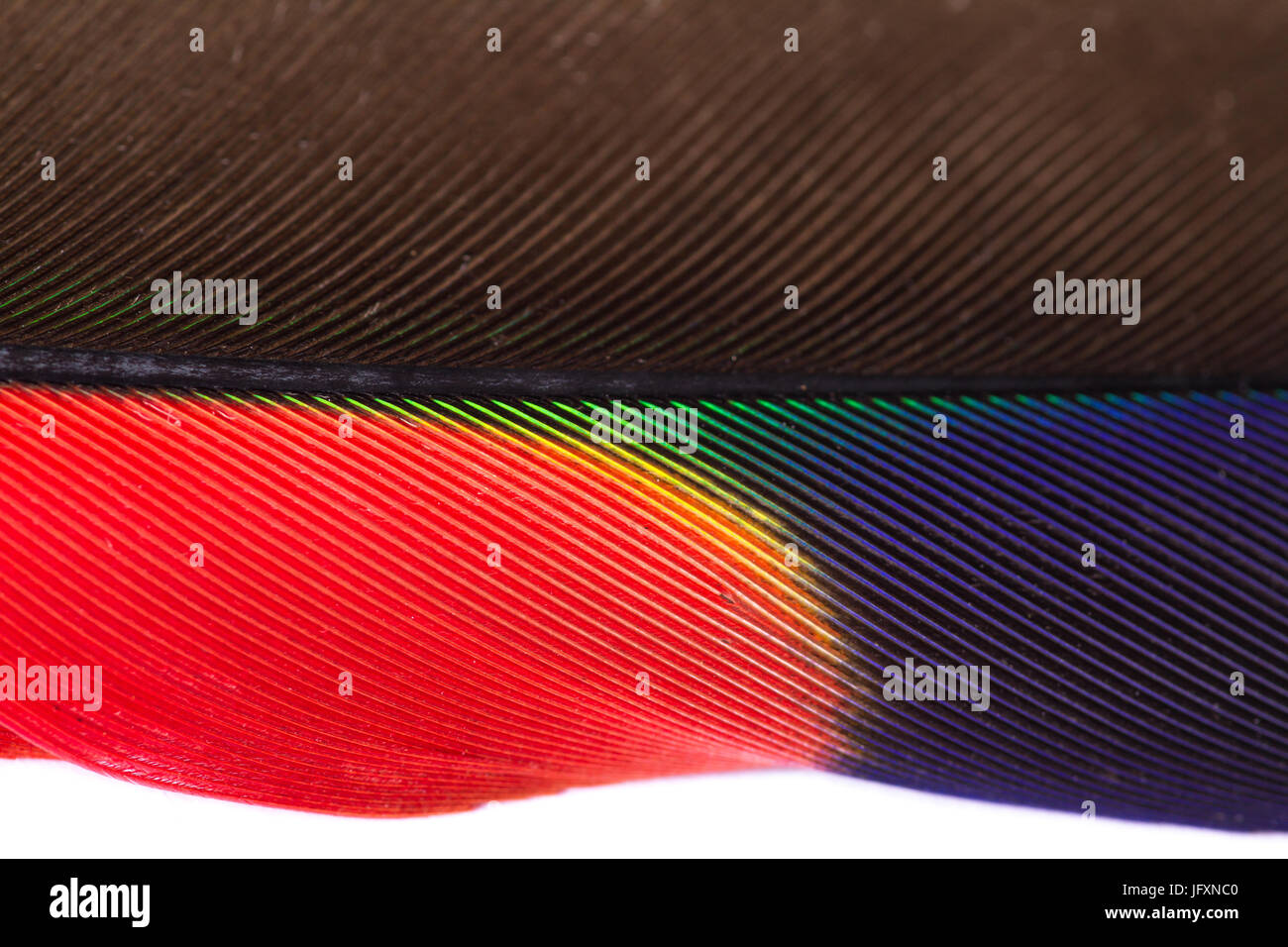 beautiful vivid colors on a toucan feather with seamless transitions ...