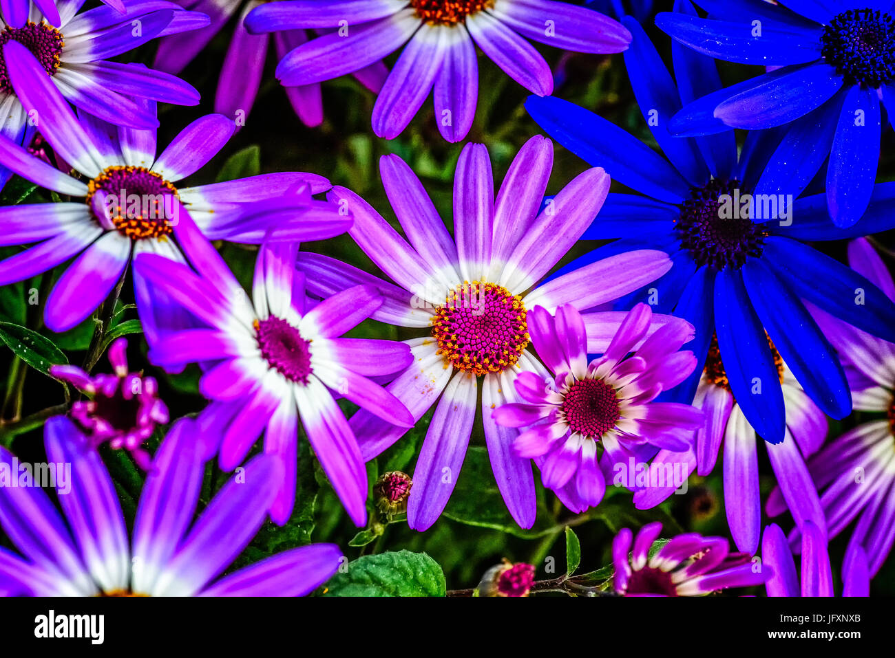 Floral fine art outdoor color image of a flowering violet blue Senecio ...