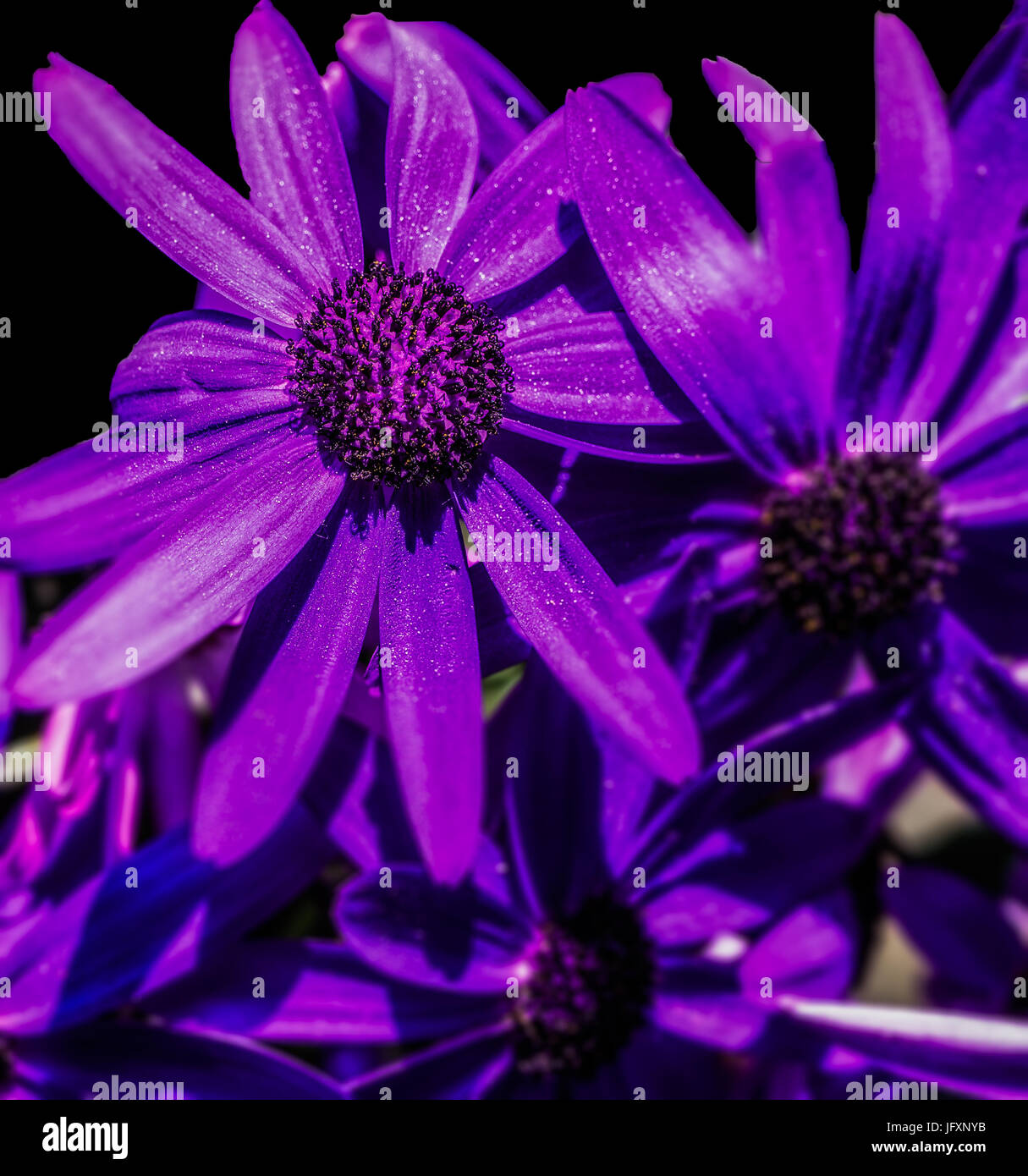 Color floral outdoor image of a dark violet blooming marguerite on ...