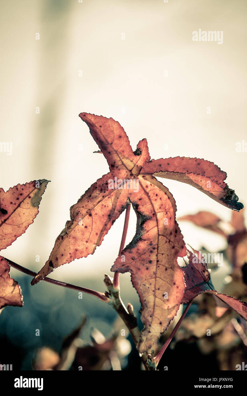 Desaturated color hi-res stock photography and images - Alamy