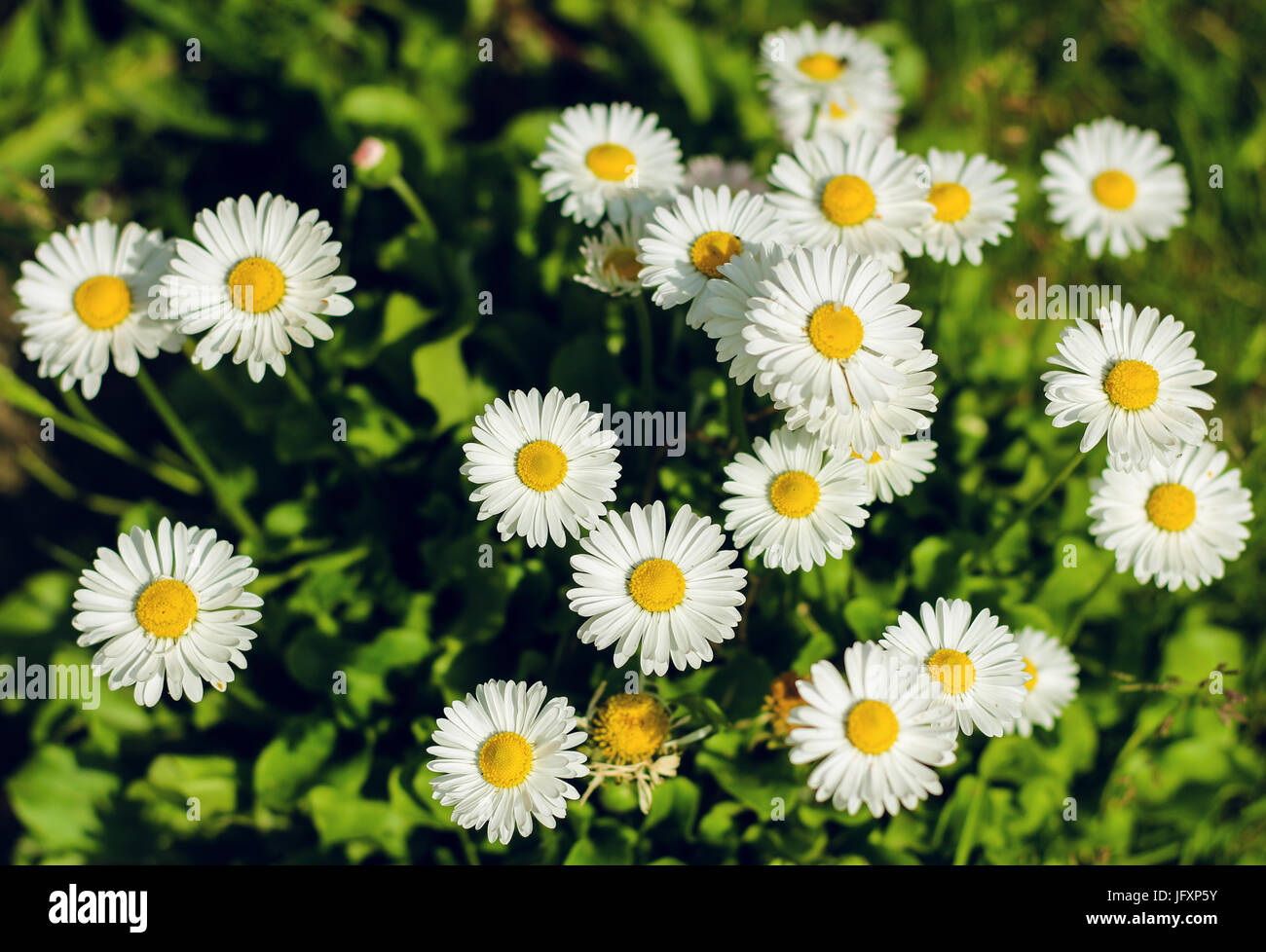 A small field of daisies Stock Photo - Alamy