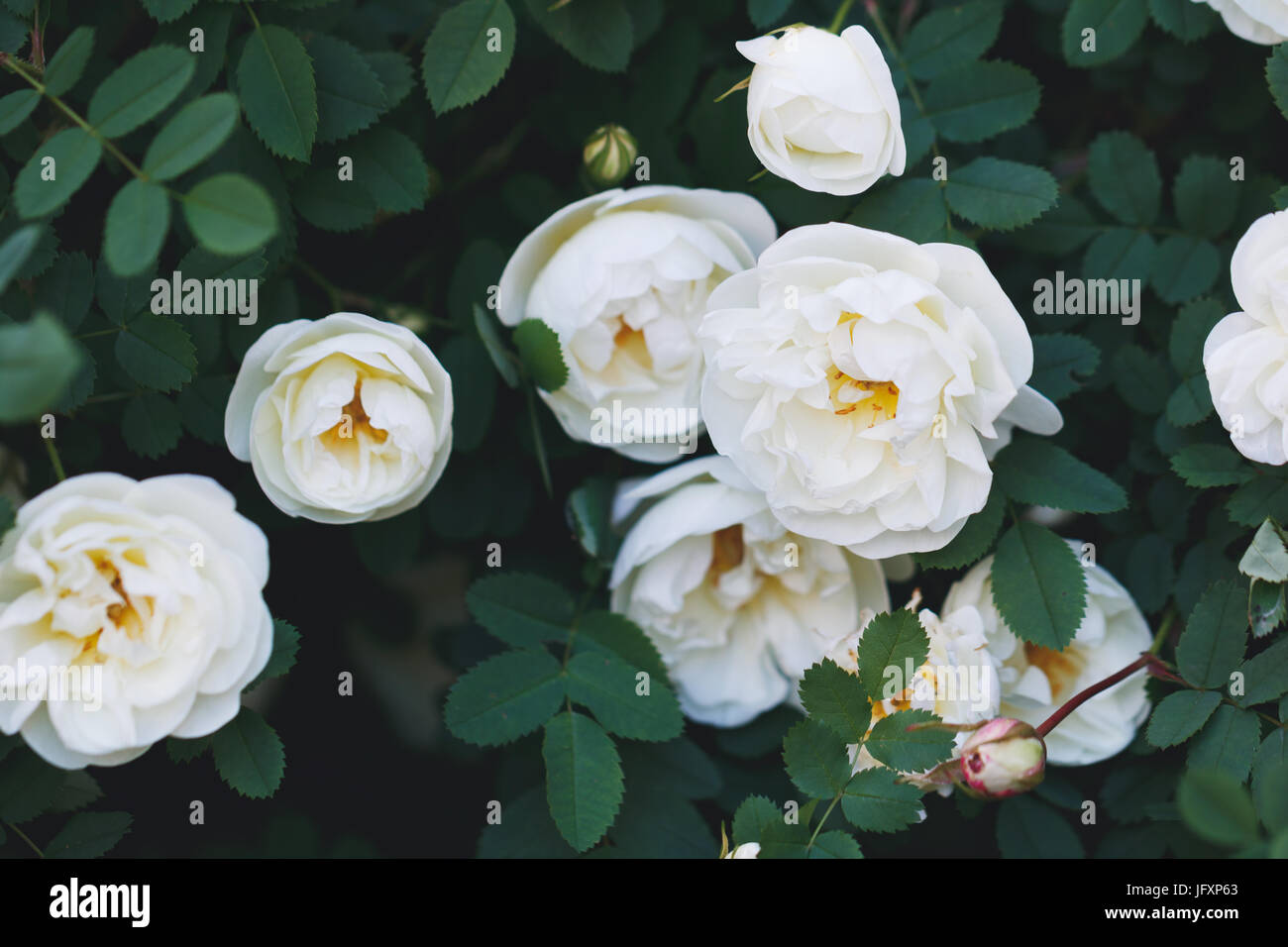 Beauty of white roses hi-res stock photography and images - Alamy