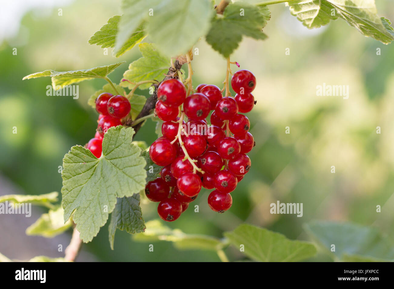 Branch of red currants growing in garden Stock Photo - Alamy