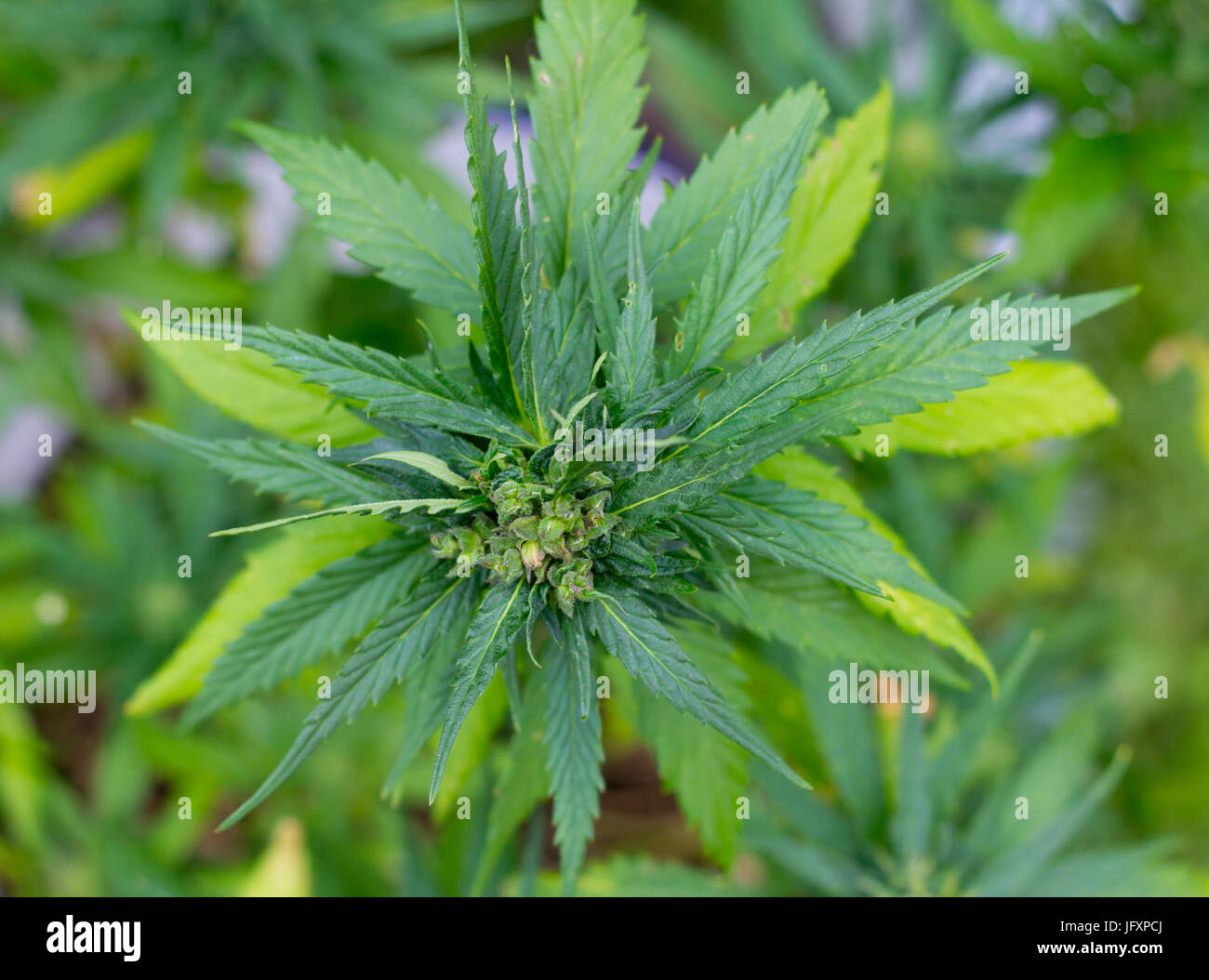 Marijuana leaf hi-res stock photography and images - Alamy