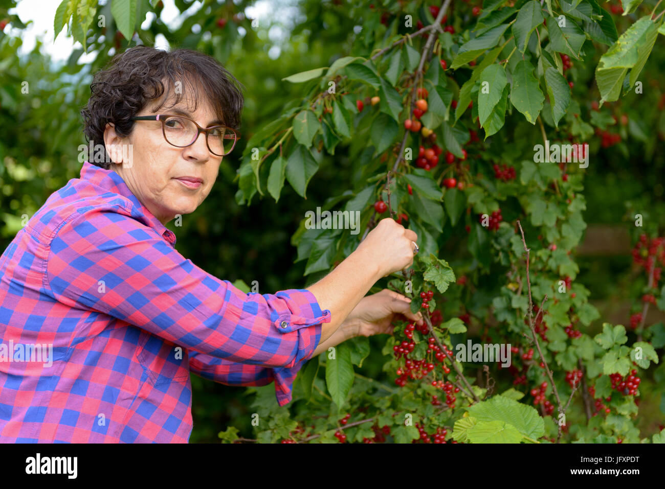 a woman picking red cherry from tree in summer garden Stock Photo - Alamy
