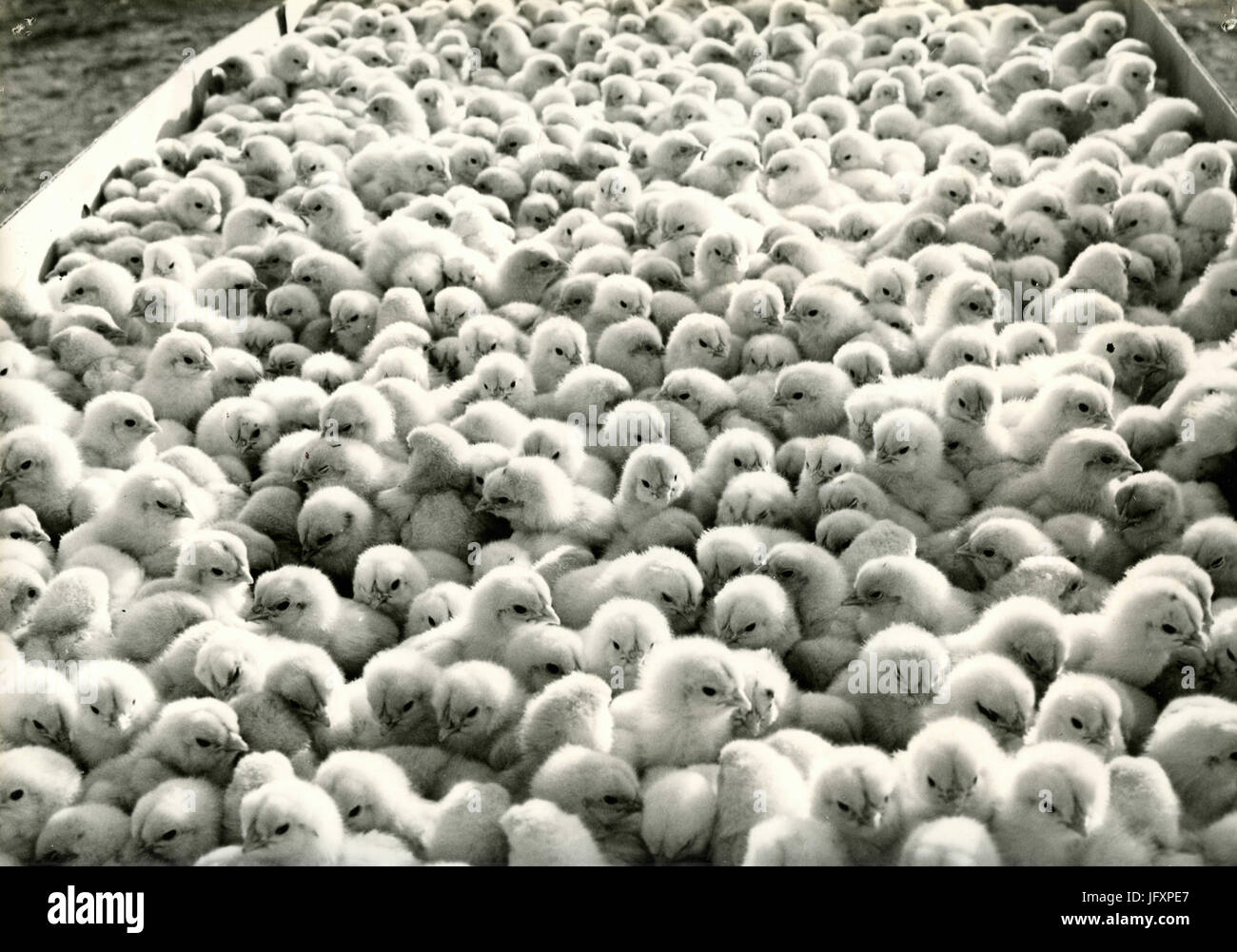 Hen and chicks hi-res stock photography and images - Alamy