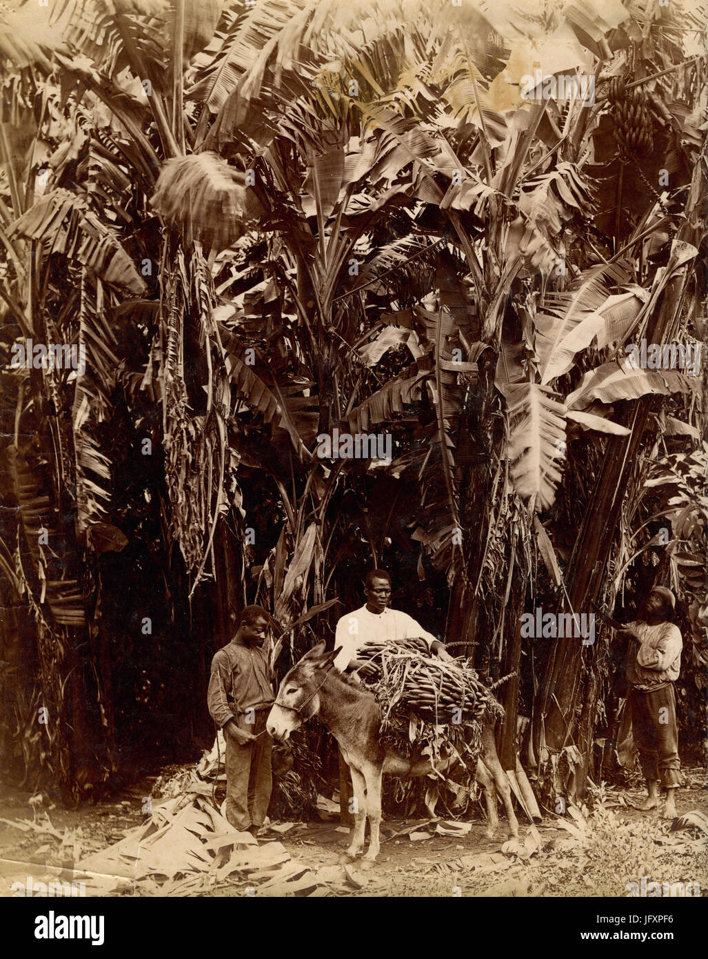 Banana pickers, Africa Stock Photo - Alamy