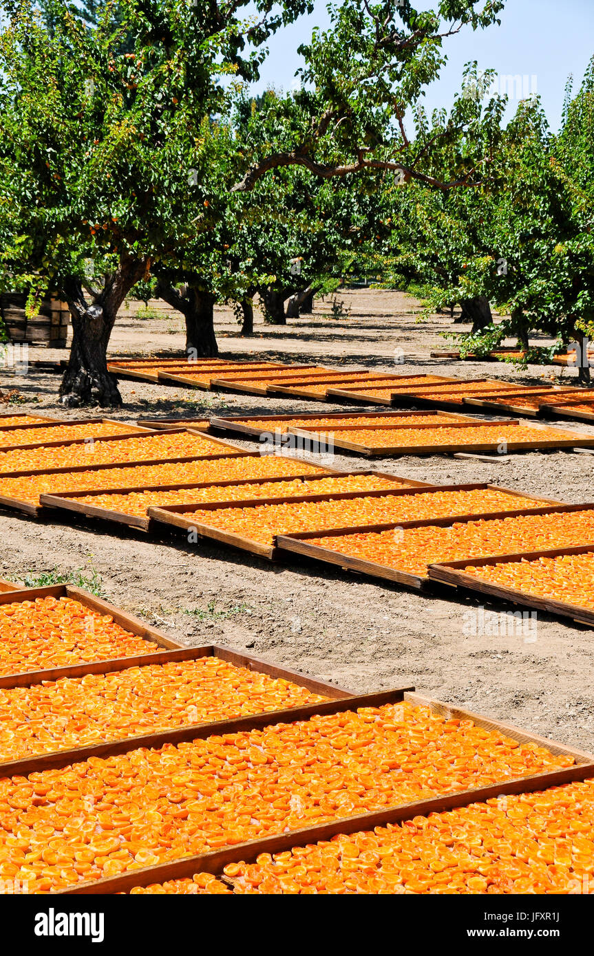 Fruit drying racks hi-res stock photography and images - Alamy