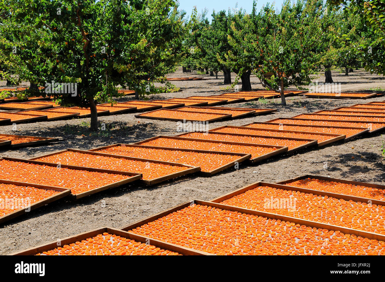 Fruit drying racks hi-res stock photography and images - Alamy