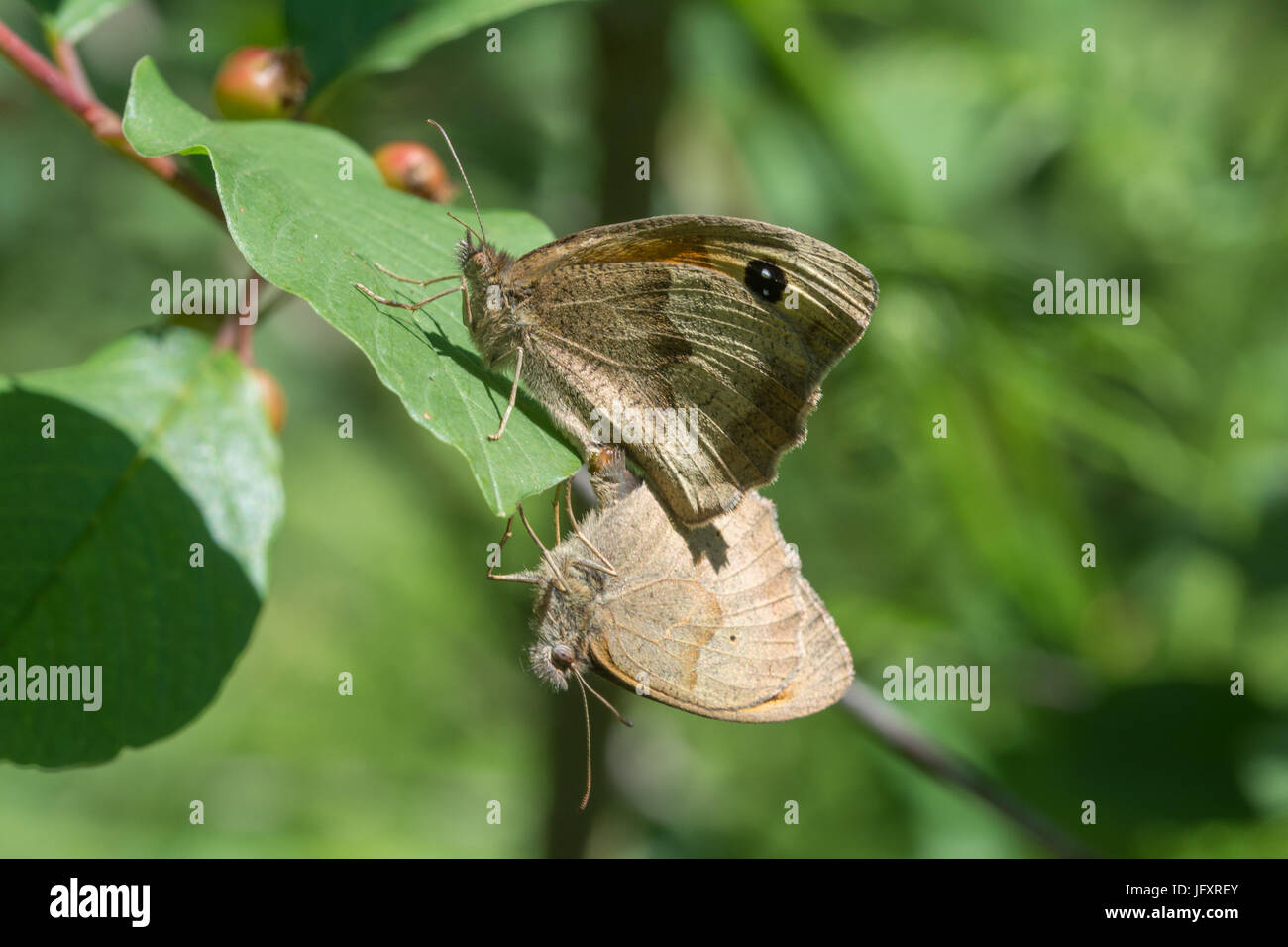 Meadow brown butterflies (Maniola jurtina) - mating pair Stock Photo ...