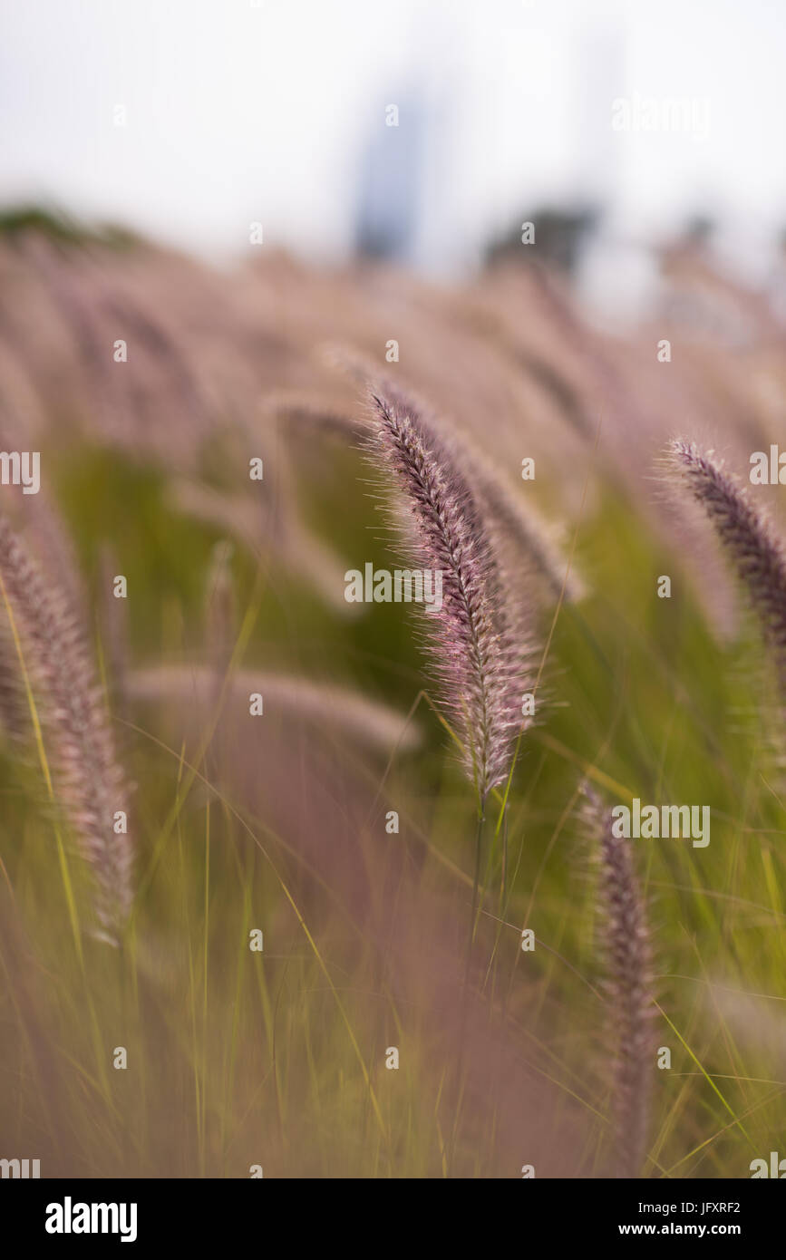 Beautiful nature landscape Alpine meadow. Grass closeup with sunbeams ...