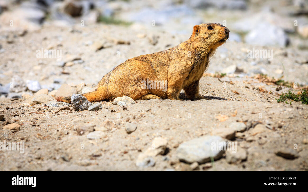 Ladakh fauna hi-res stock photography and images - Alamy