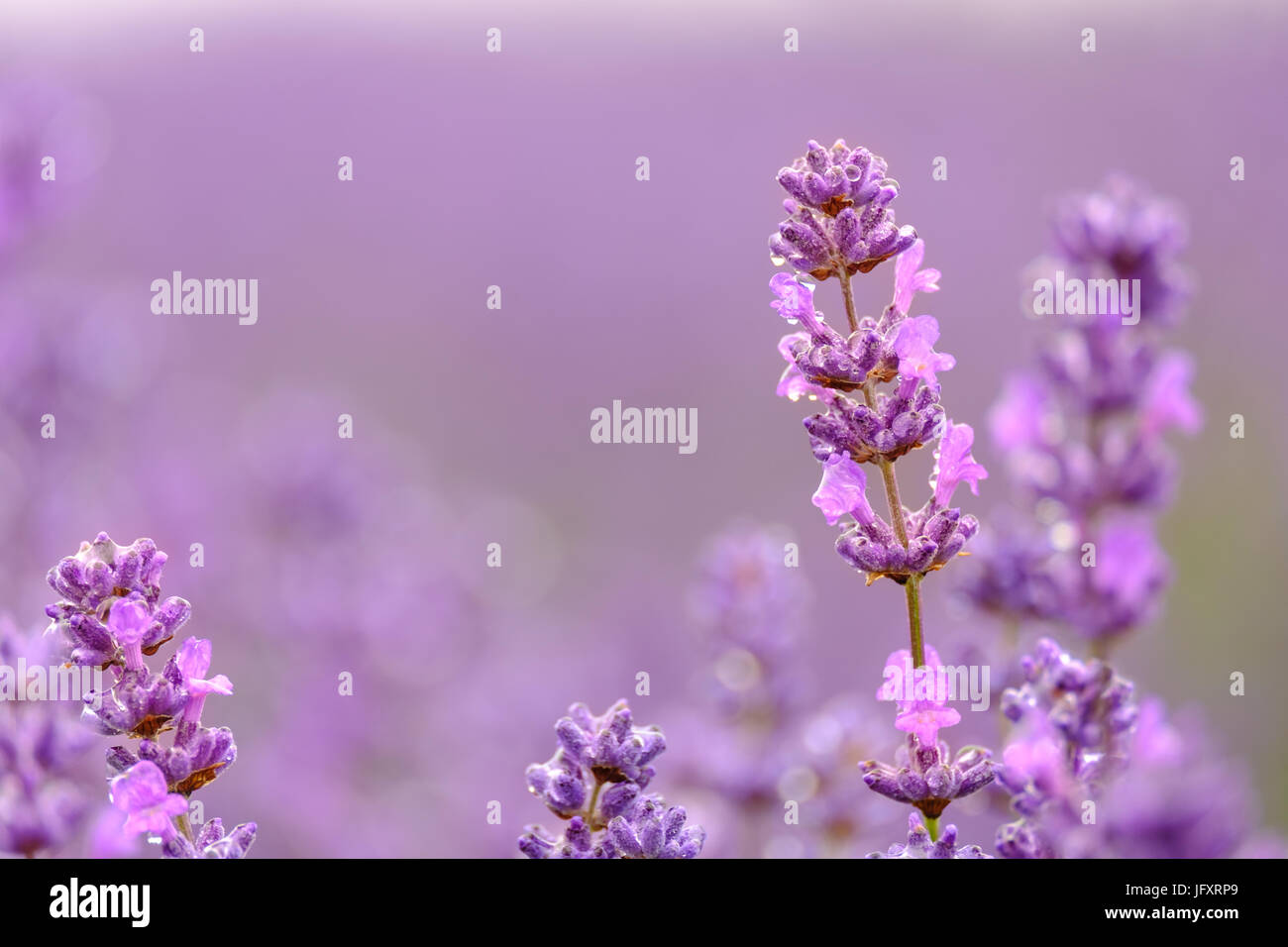 Close up view of beautiful purple lavender flowers Stock Photo - Alamy