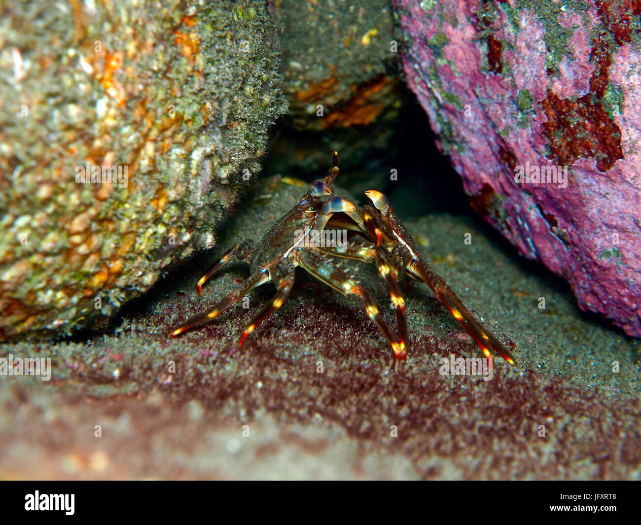 Crabs fighting hi-res stock photography and images - Alamy