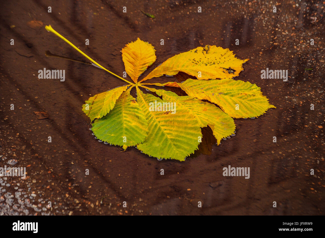 The chestnut leaf in autumn puddle with reflections Stock Photo - Alamy