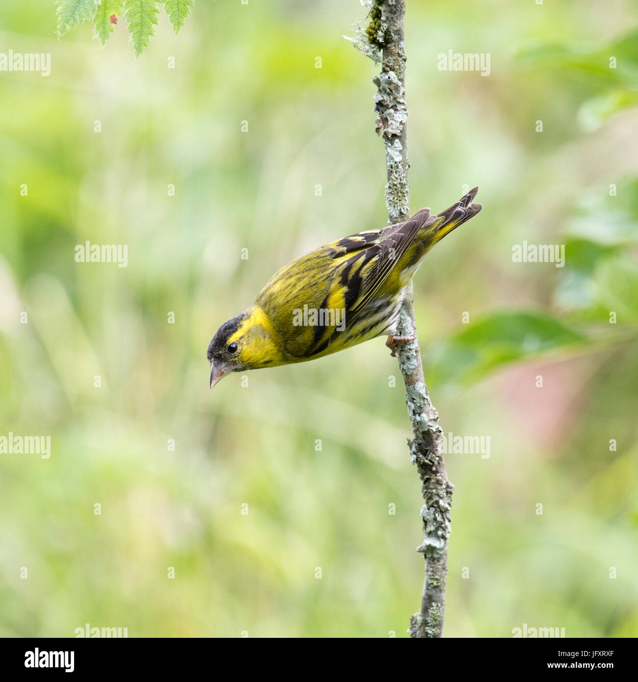 Black siskin hi-res stock photography and images - Alamy