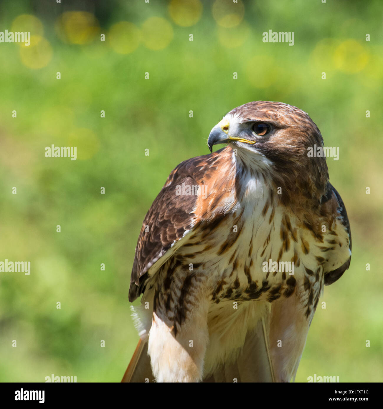 Chickenhawk hi-res stock photography and images - Alamy