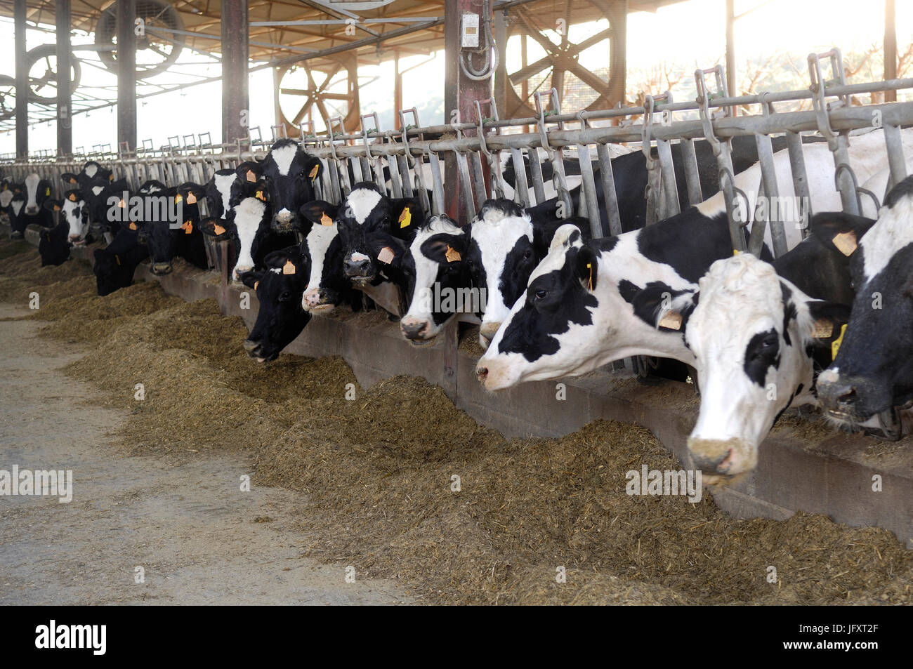 cows on the farm Stock Photo - Alamy