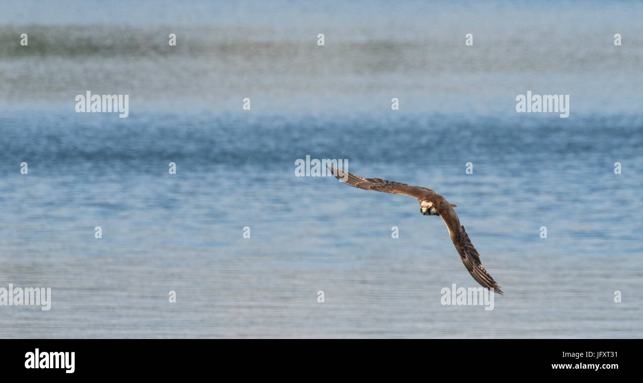 Diving falcon hi-res stock photography and images - Alamy