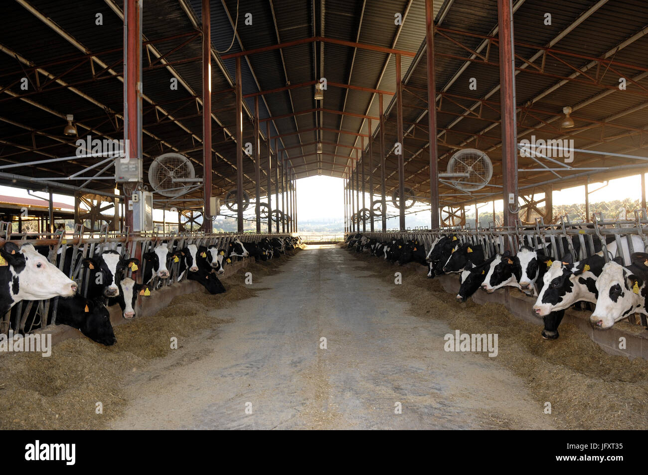 cows on a farm Stock Photo - Alamy