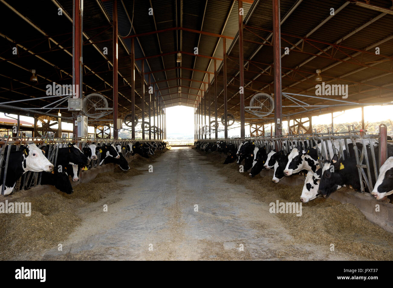cows on a farm Stock Photo - Alamy