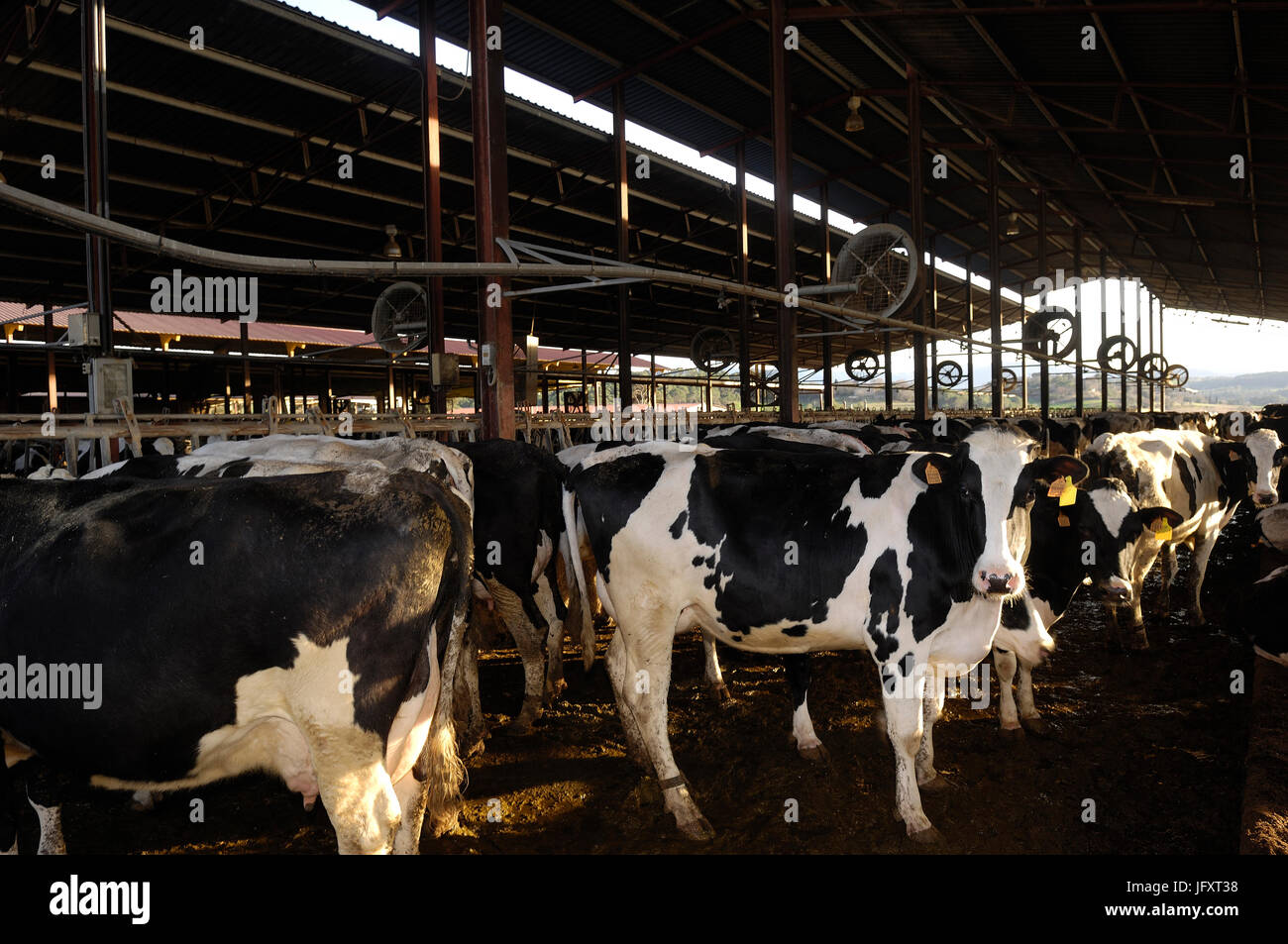 cows on a farm Stock Photo - Alamy
